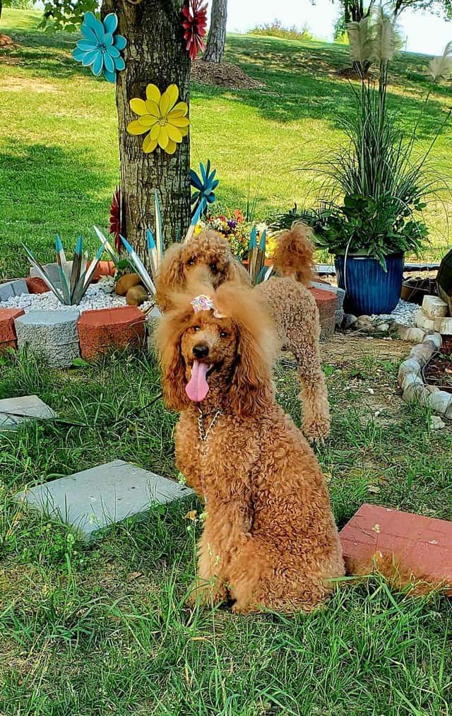 Premium Red Standard Poodles for Sale in Virginia