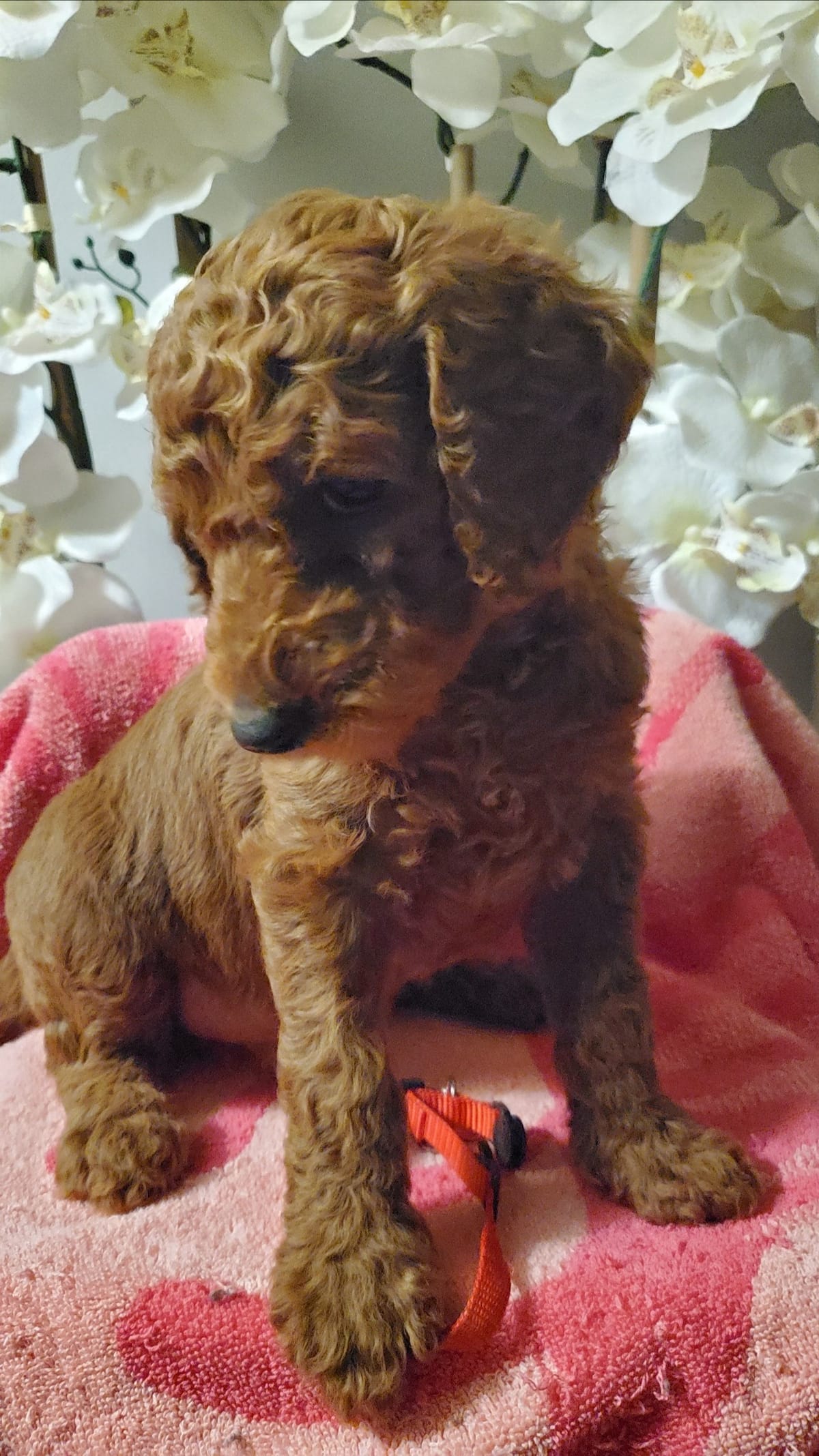 Available Puppies | Rosa Red Standard Poodles