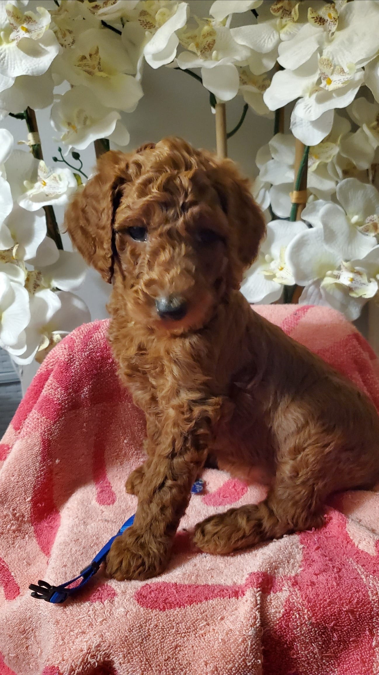 Available Puppies | Rosa Red Standard Poodles