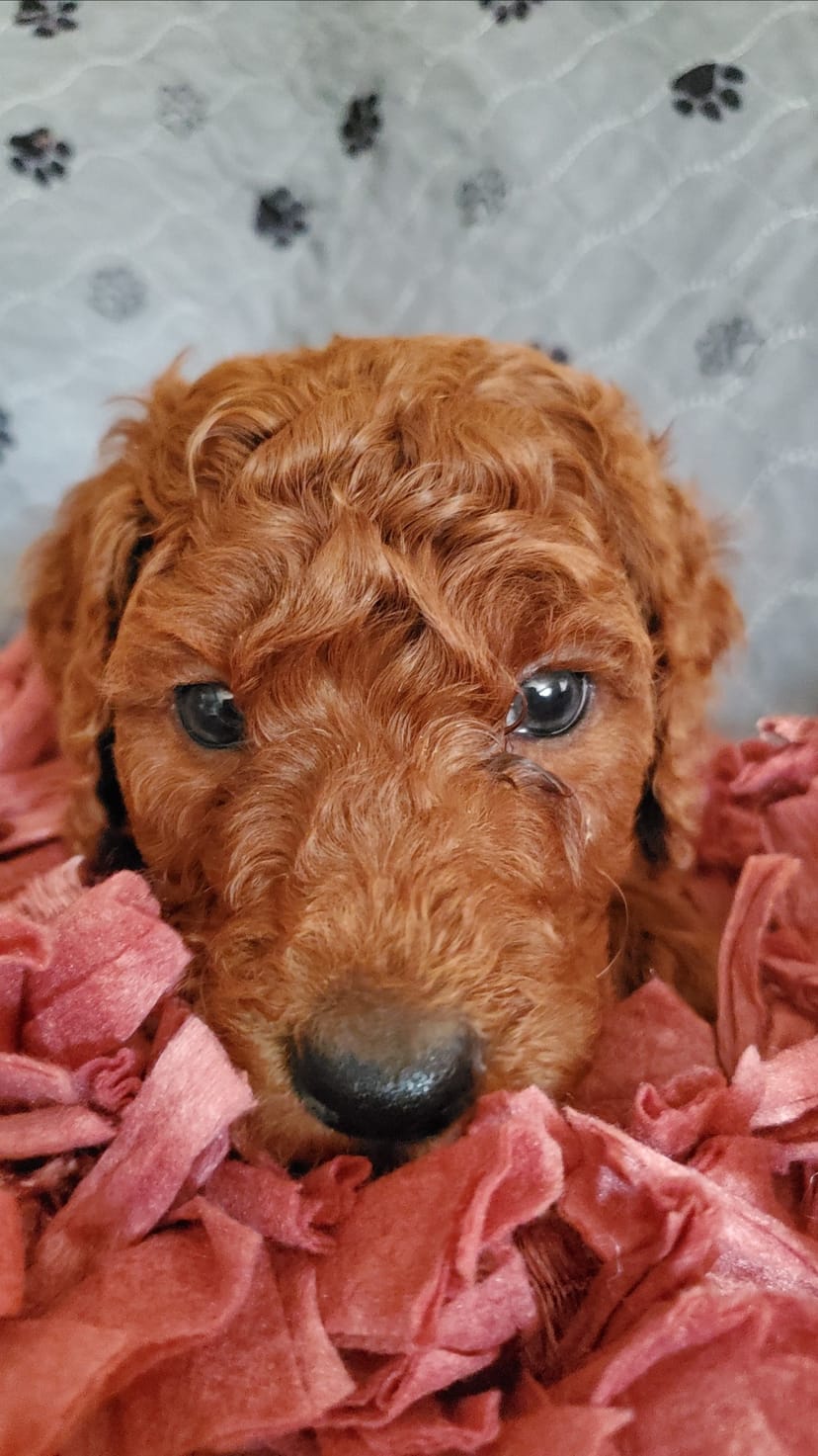 Available Puppies | Rosa Red Standard Poodles